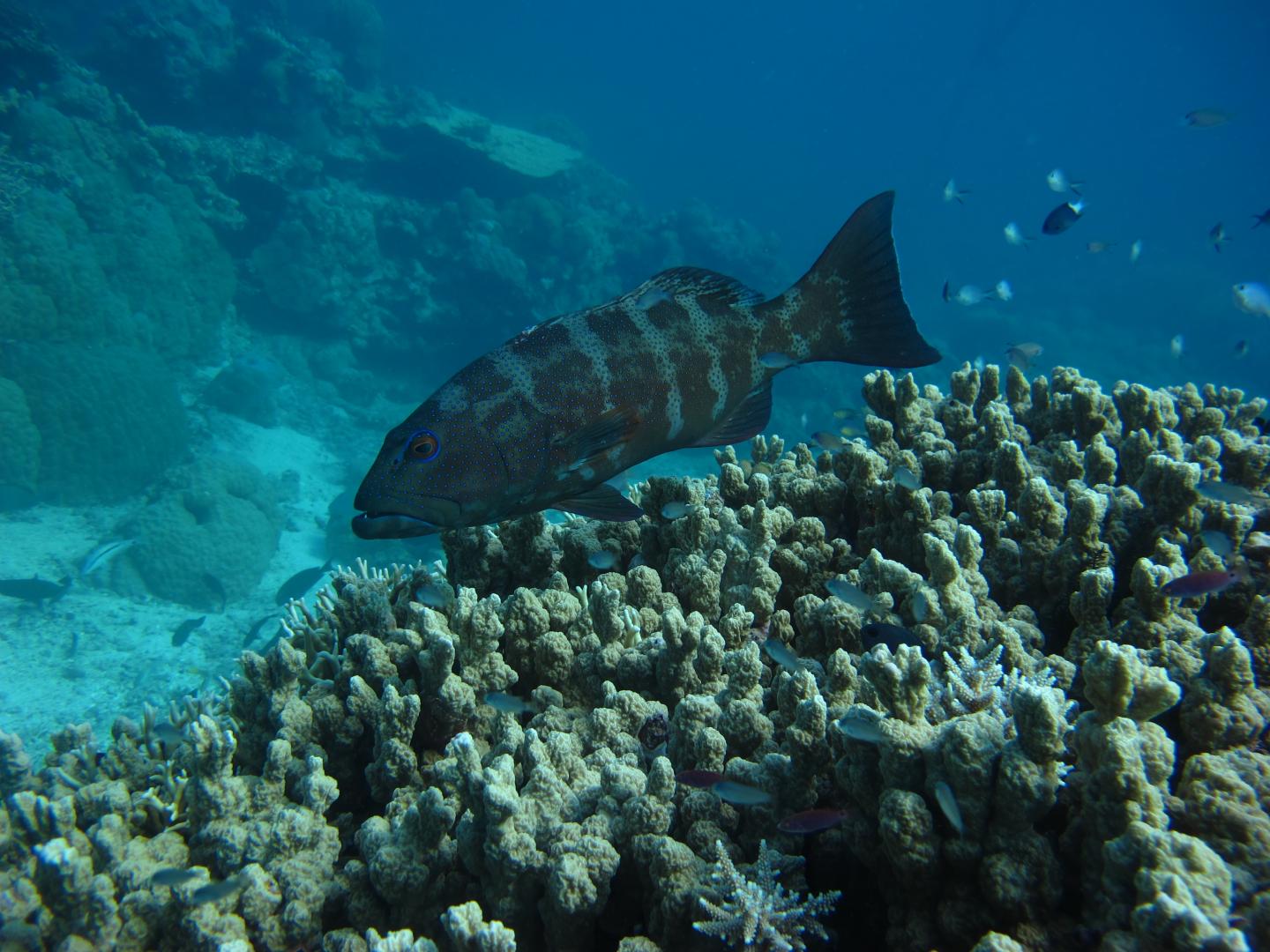 Fishing impacts on the Great Barrier Reef | (e) Science News