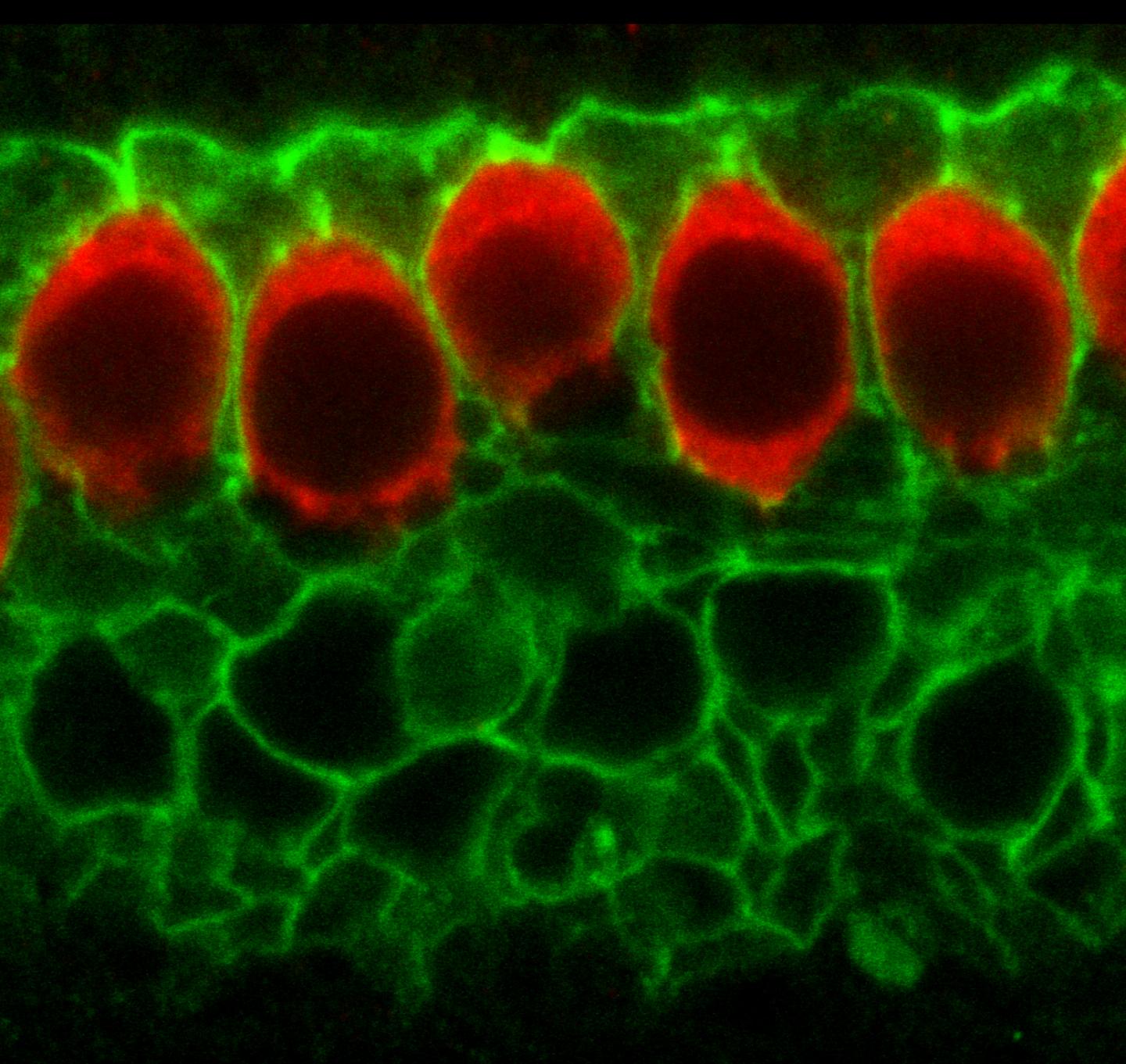 How Cells In The Developing Ear practice Hearing e Science News