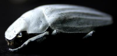 Beetle shell inspires brilliant white paper | (e) Science News