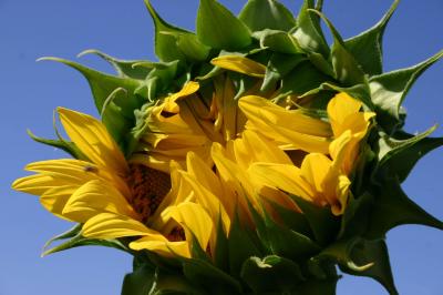 Traces of early Native Americans -- in sunflower genes | (e) Science News