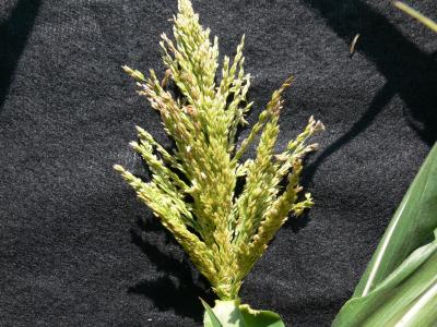 Doubled haploid technology for quickly developing inbred corn lines ...