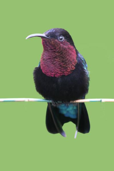 A well-defended territory is what some female hummingbirds find most ...