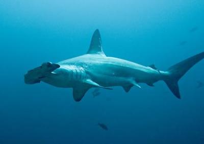 Hammerhead shark study shows cascade of evolution affected size, head ...