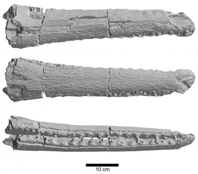 96-million-year-old fossil suggests prehistoric crocodile Terminonaris ...