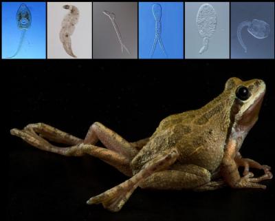 Richer parasite diversity leads to healthier frogs, says University of ...