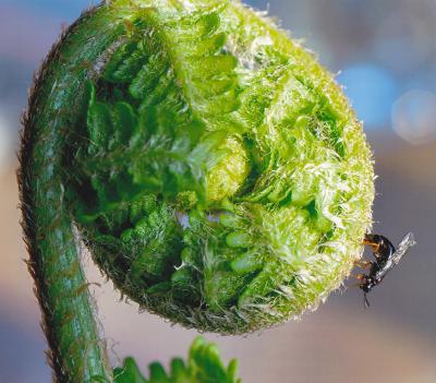 Peculiar parasitoid wasp found on rare sawfly developing in ferns | (e ...