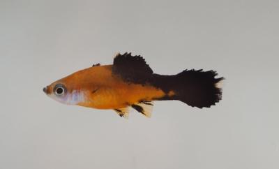 Fish prone to melanoma get DNA decoded | (e) Science News