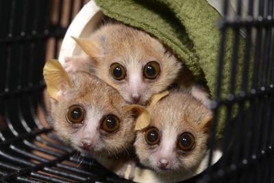 Personality test finds some mouse lemurs shy, others bold | (e) Science ...