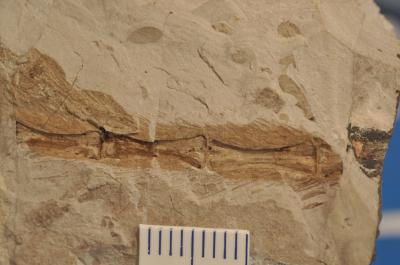 New proto-mammal fossil sheds light on evolution of earliest mammals ...