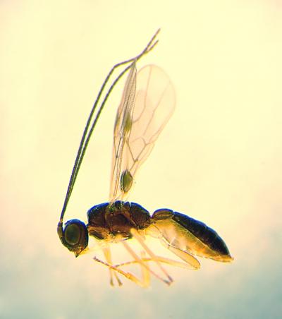 Nature's great diversity: Remarkable 277 new wasp species from Costa ...