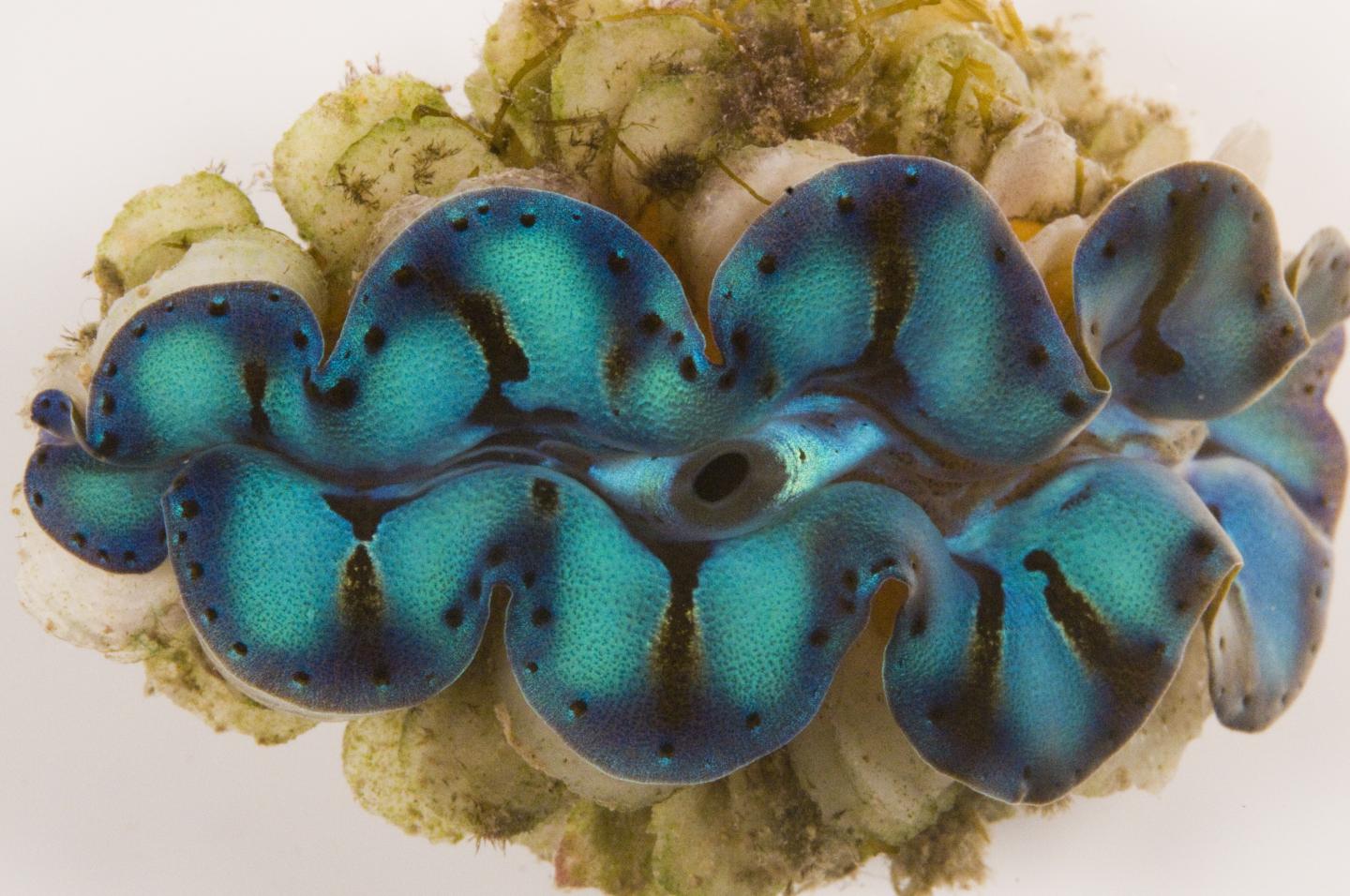 Research from Penn and UCSB shows how giant clams harness the sun | (e ...
